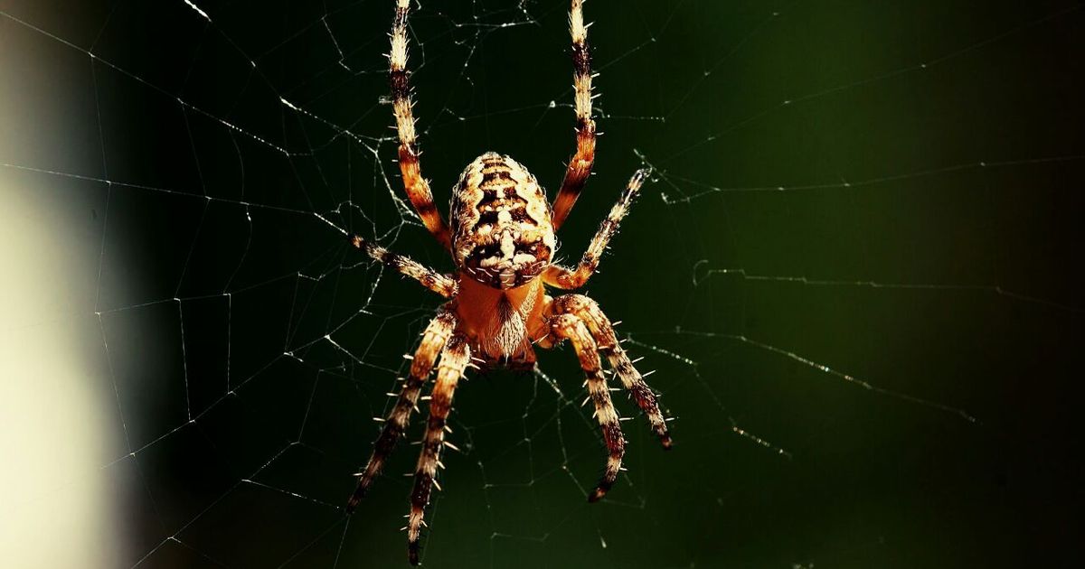 Fulix | Printables.com