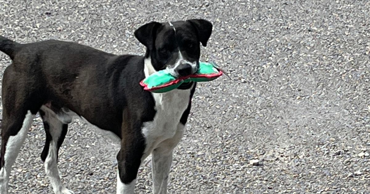 random maker | Printables.com