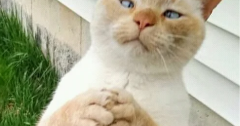 devious cat | Printables.com