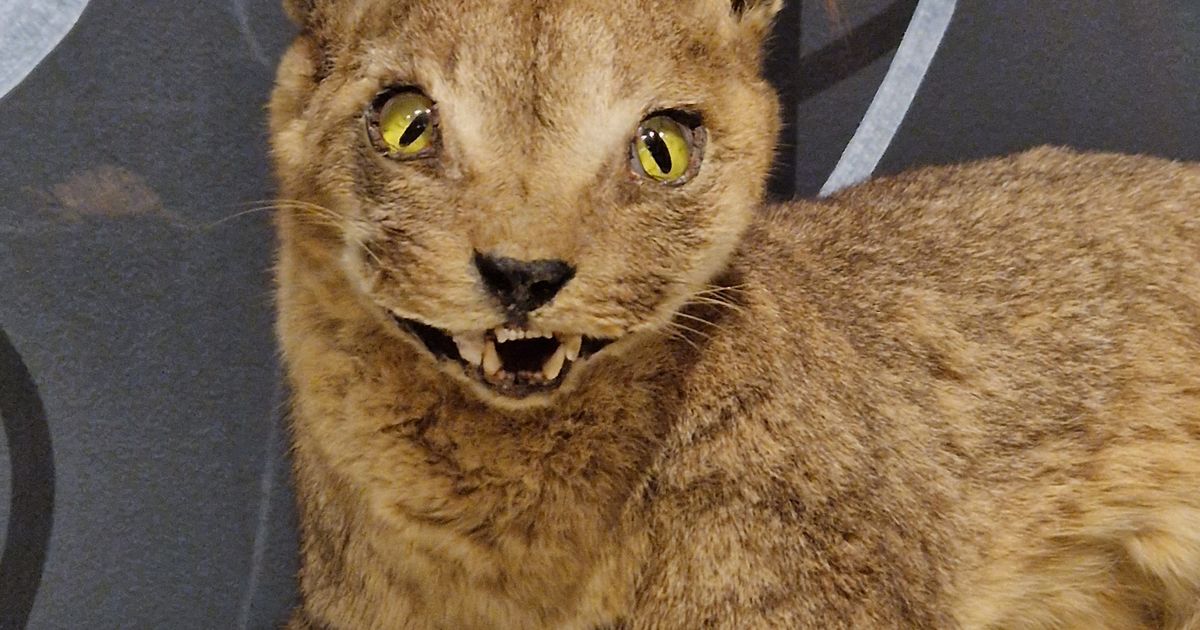 Thassilo | Printables.com