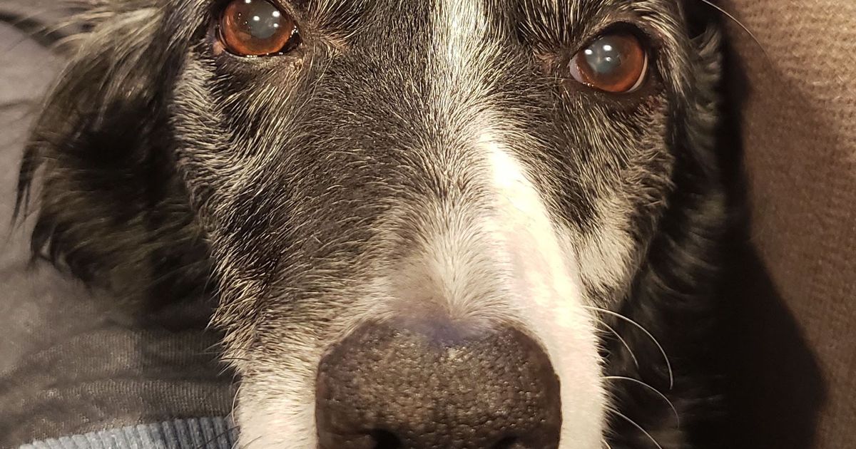 scraps | Printables.com