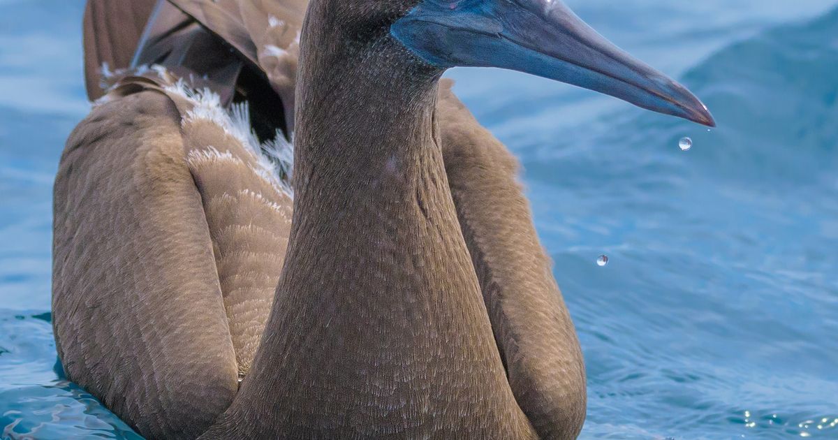 Rocket Surgery | Printables.com