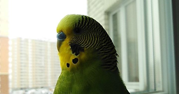 Green parrot | Printables.com