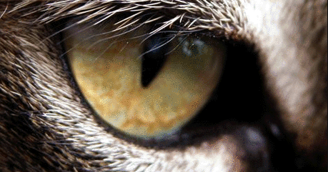 oto | Printables.com