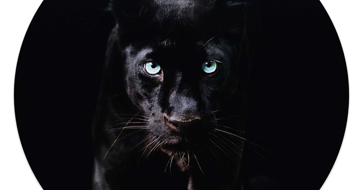 Panther | Printables.com