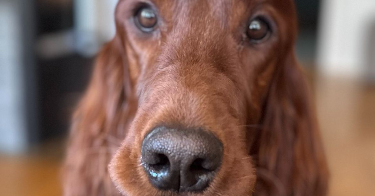 Magnus | Printables.com