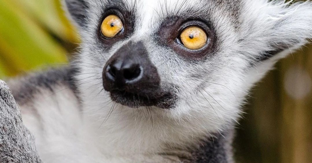 Lemurensohn | Printables.com