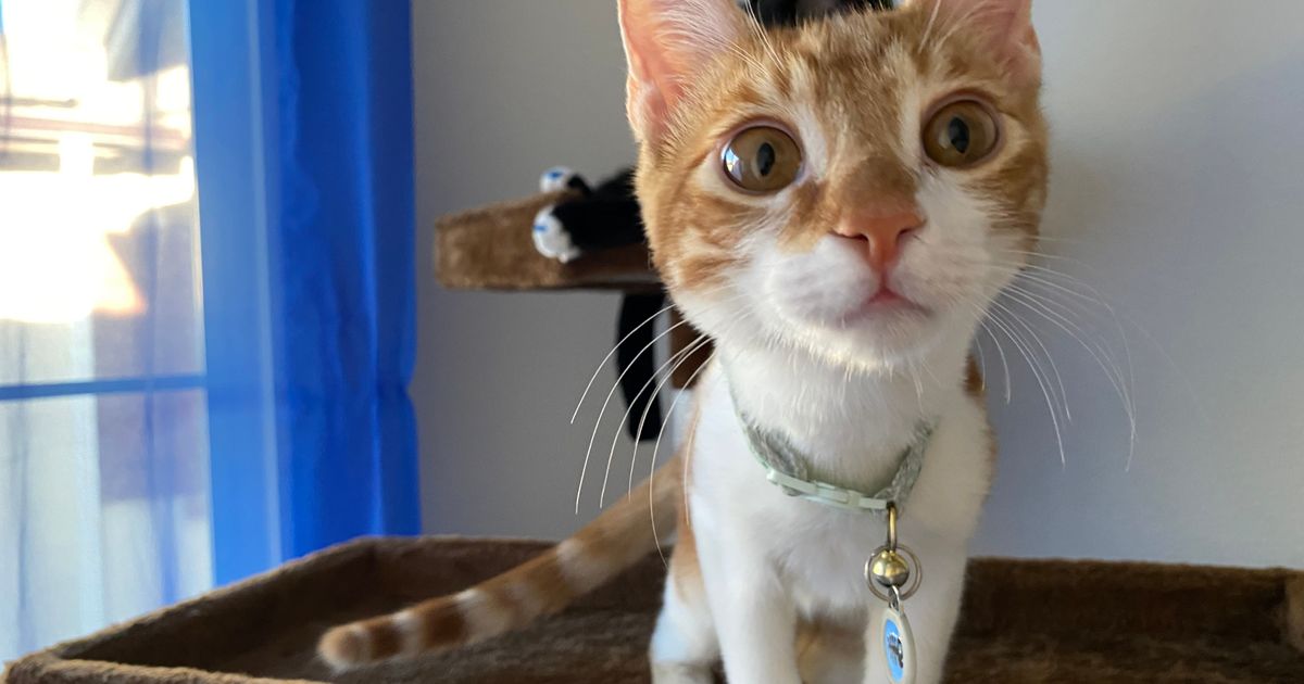 remii | Printables.com