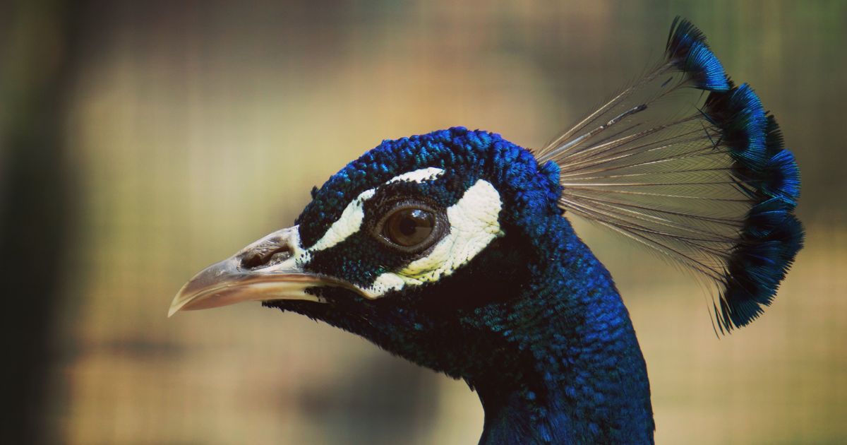 sash | Printables.com