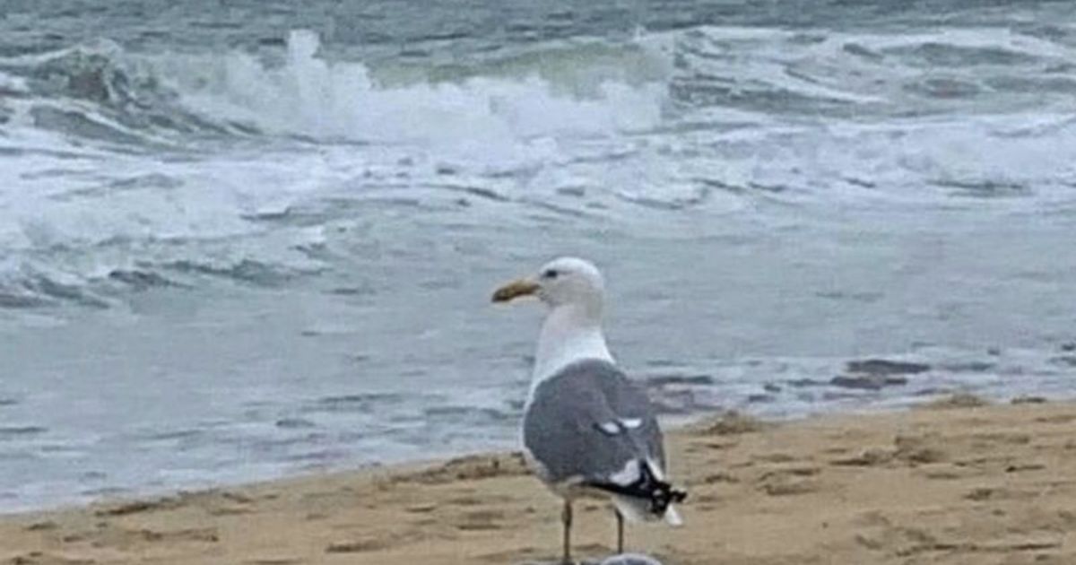 Jay_Smack_Em | Printables.com