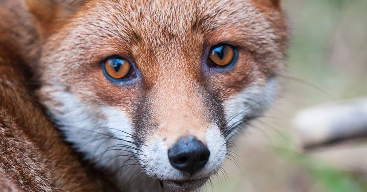 Xen | Printables.com