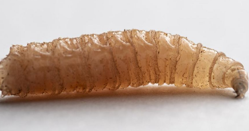 Maggot | Printables.com