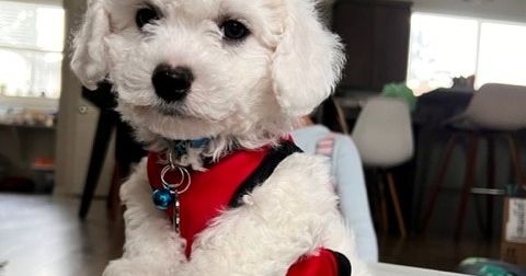 Andrew | Printables.com