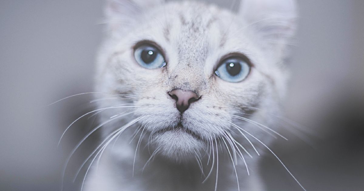 Cambo Rambo | Printables.com