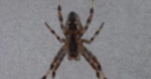 Extraveral | Printables.com