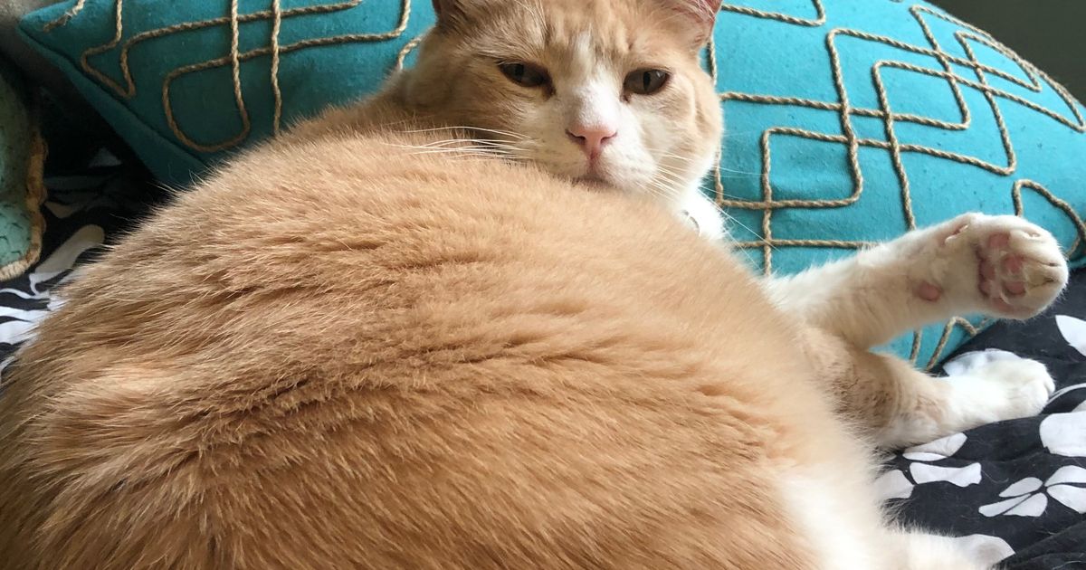 Zawick | Printables.com