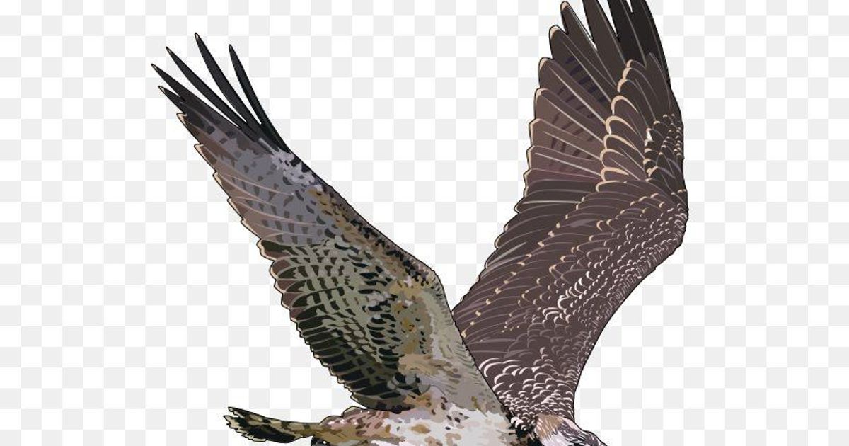 The Osprey | Printables.com