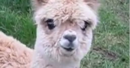 fe80 | Printables.com