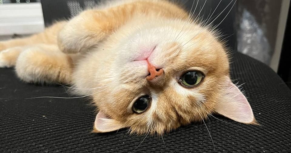 strafer | Printables.com