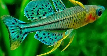 KPoj | Printables.com