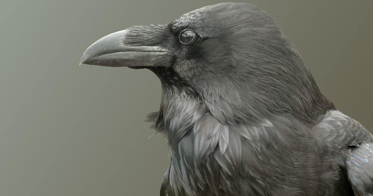 Corvus Oculum | Printables.com