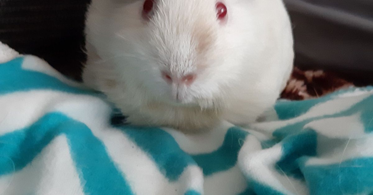 Faenum | Printables.com