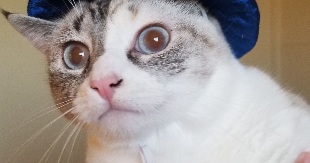 PotatoCat | Printables.com
