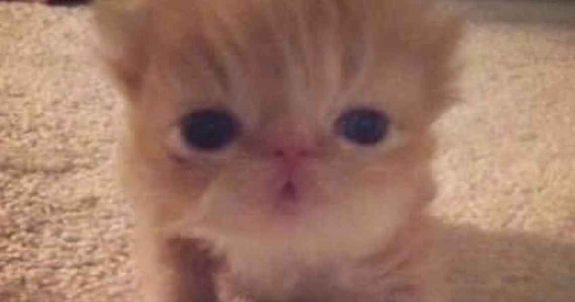 lenci | Printables.com