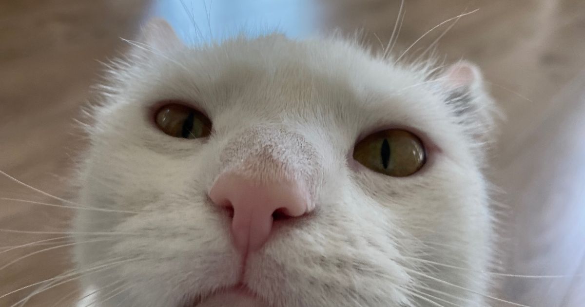 Jonas | Printables.com