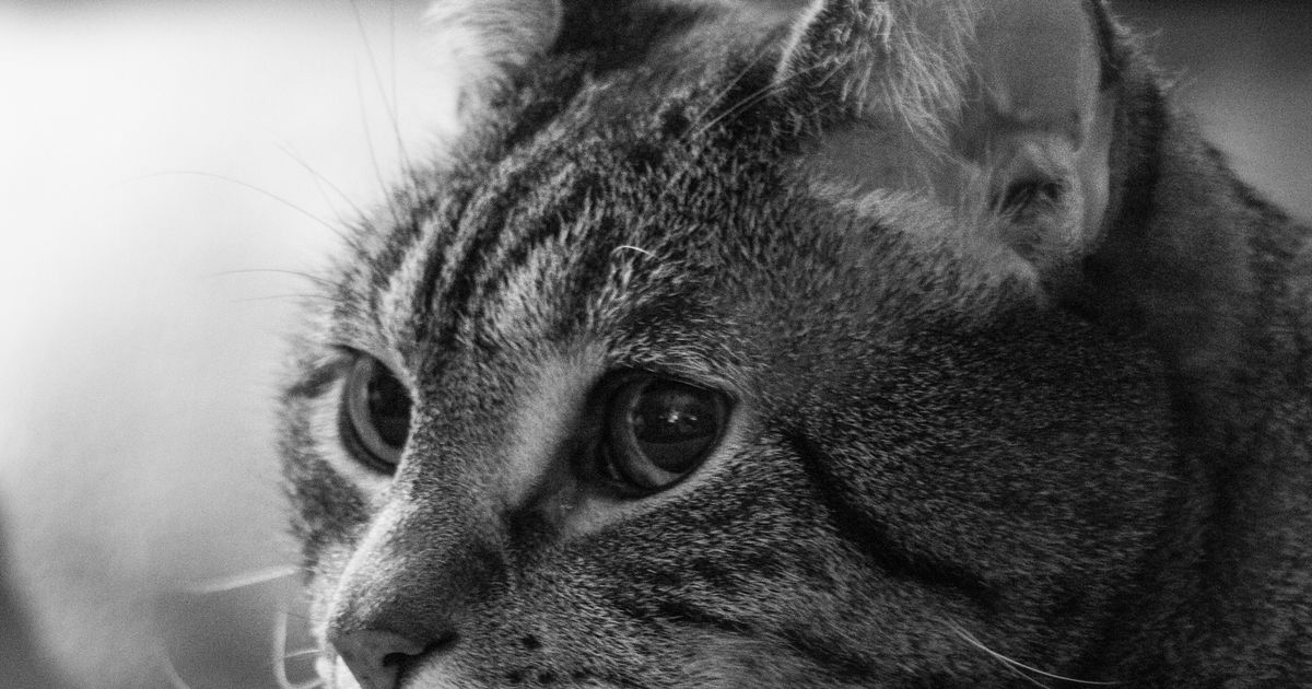 Doug Albrecht | Printables.com