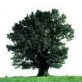 Oak | Printables.com