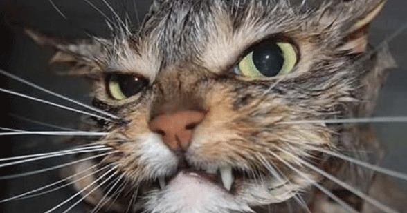 JimU | Printables.com