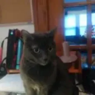 Robert Crane | Printables.com