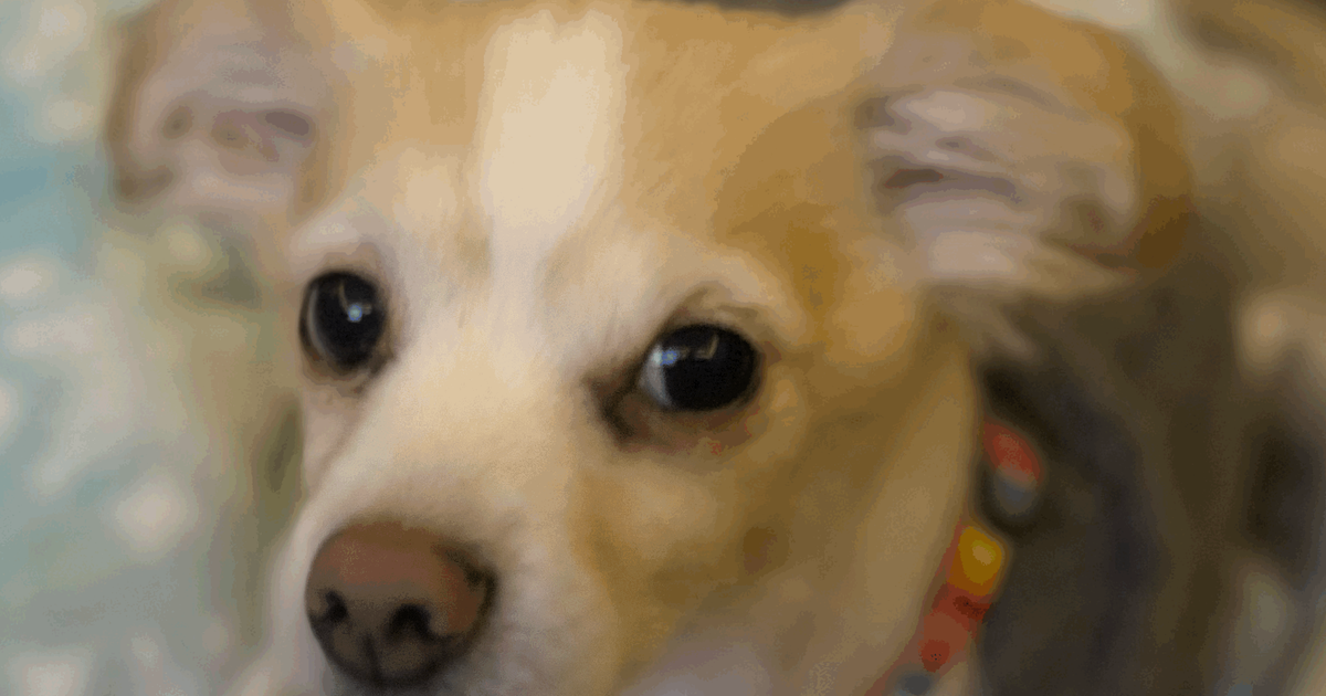 Poly Designs | Printables.com