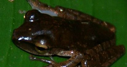firefrog | Printables.com