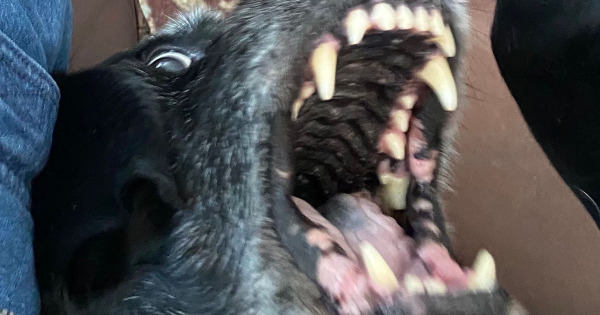 mulli | Printables.com