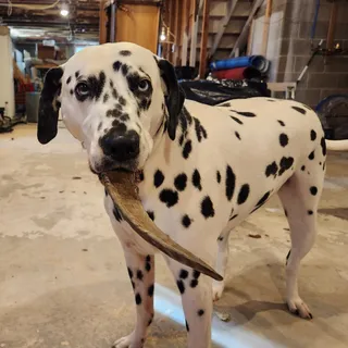 VXL | Printables.com