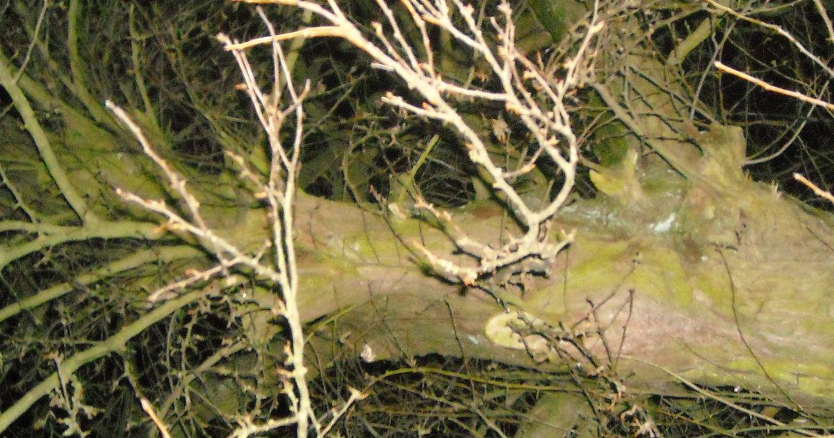 Mikson | Printables.com