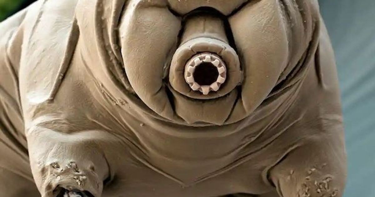 tardigrade | Printables.com
