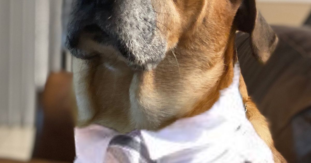 lance | Printables.com