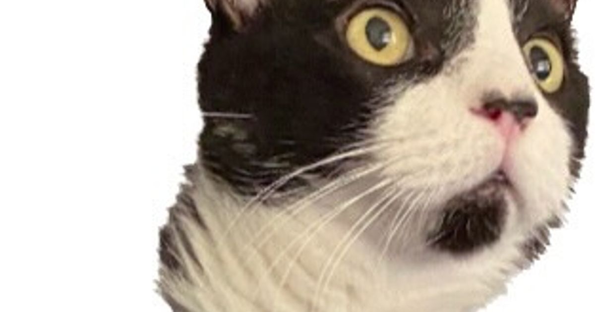 Jeffrey Bird | Printables.com