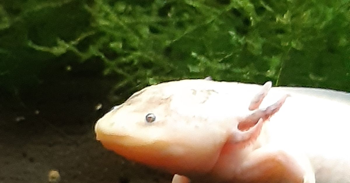 Hexazone | Printables.com