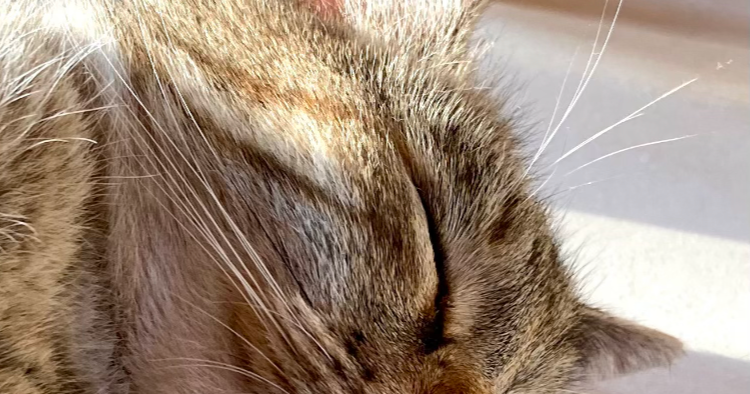 Clemo | Printables.com