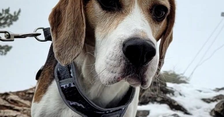 Manuel | Printables.com