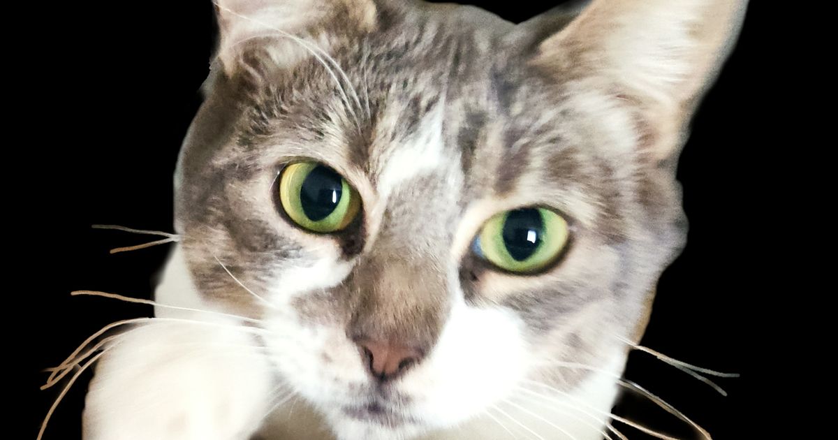 Mige | Printables.com