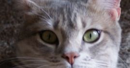 Athar | Printables.com