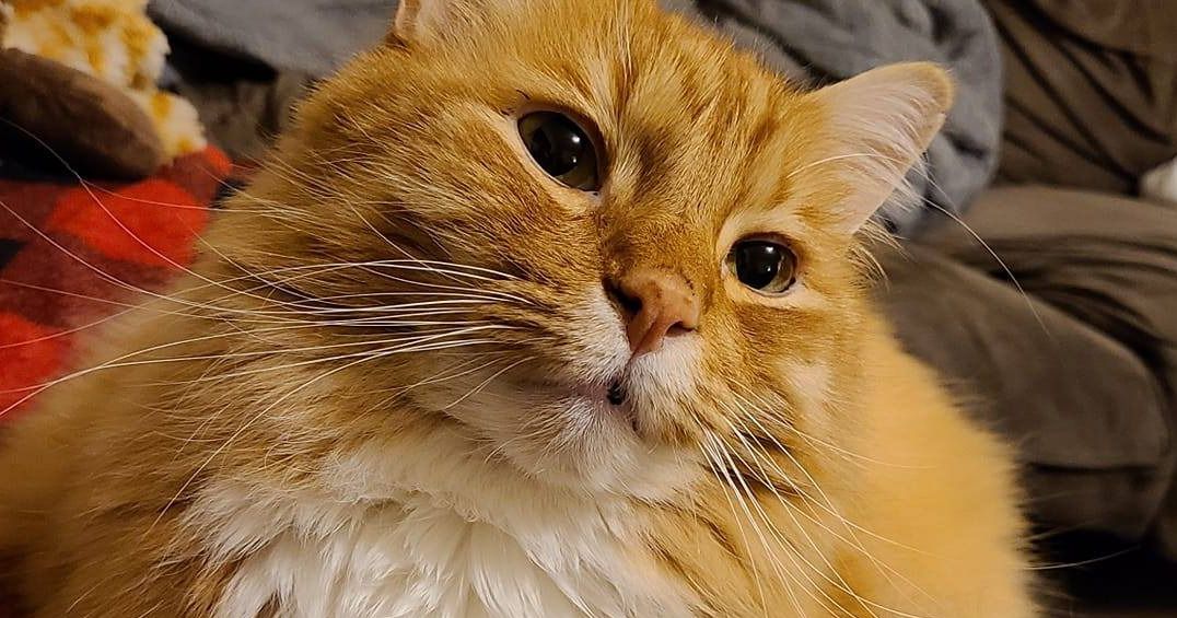 Catman | Printables.com