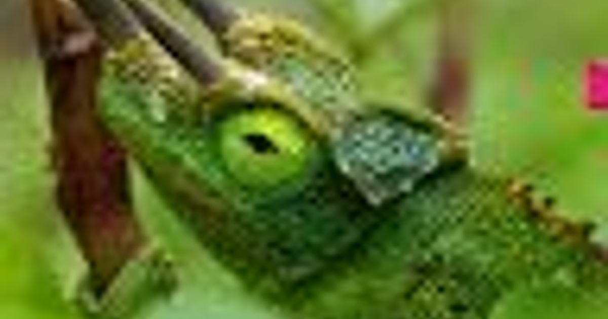 shane Anderson | Printables.com