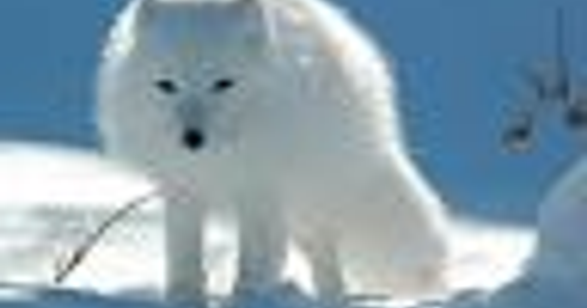 Elroy Tan | Printables.com