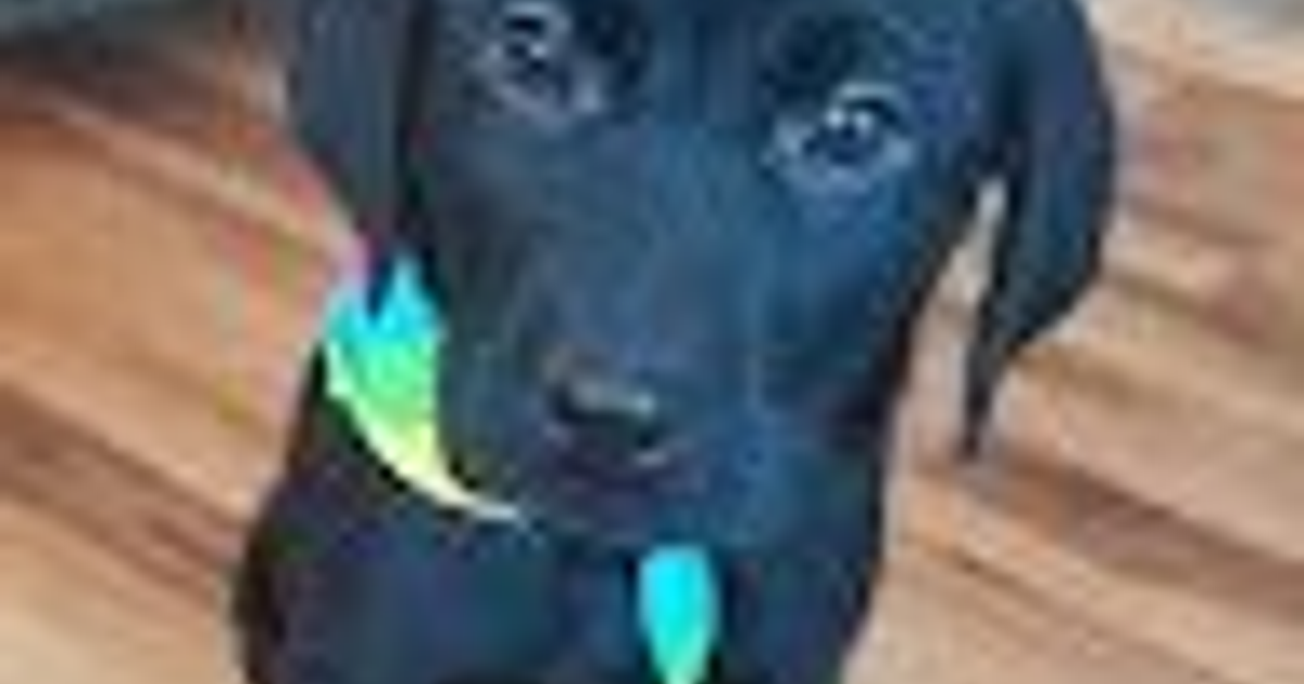 Kaiser Cat | Printables.com